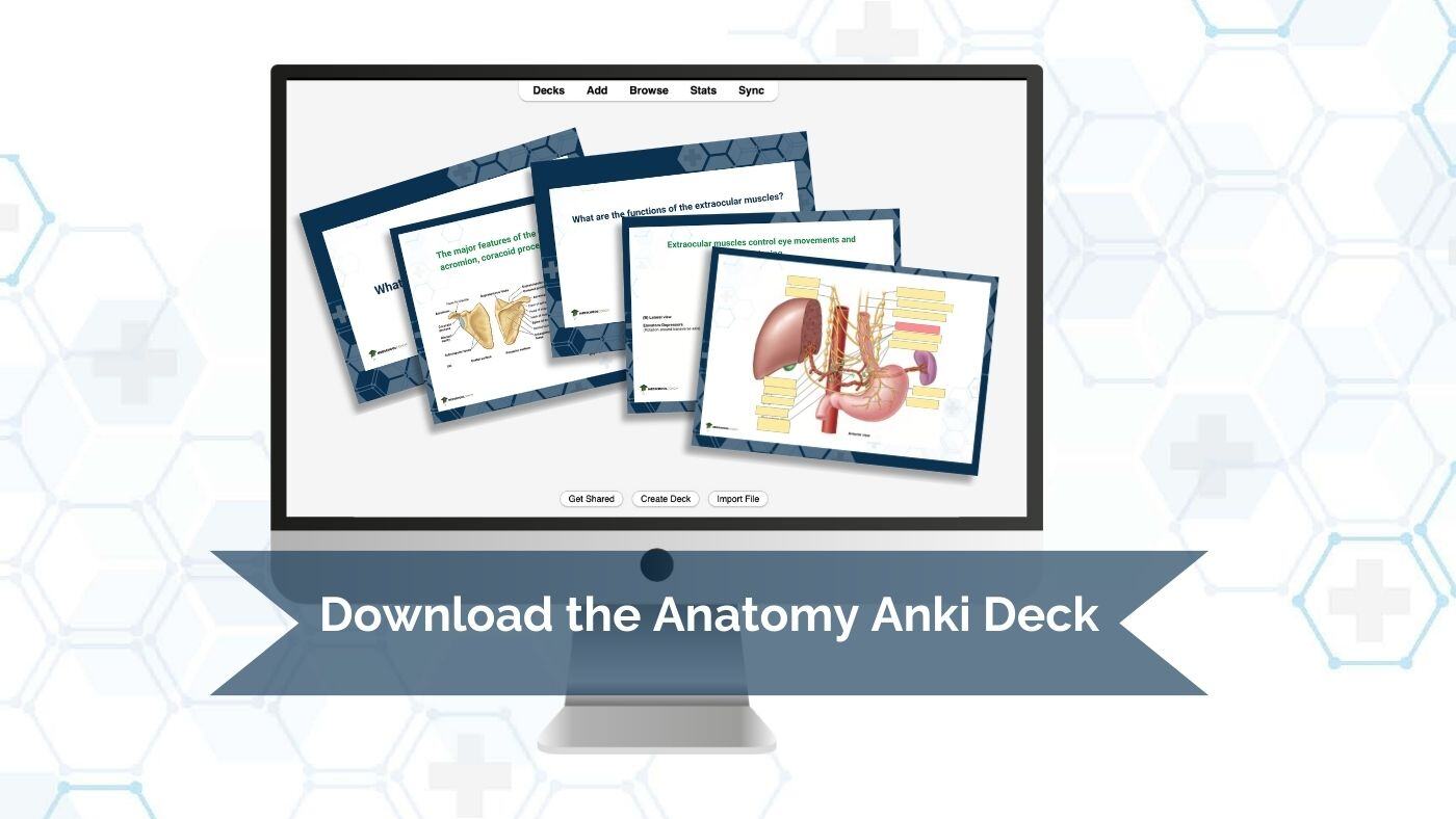 The Complete MS1 Anatomy Anki Deck